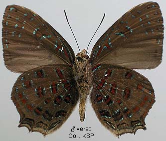 Papua Insects Foundation (Lepidoptera/Lycaenidae/Lycaeninae ...